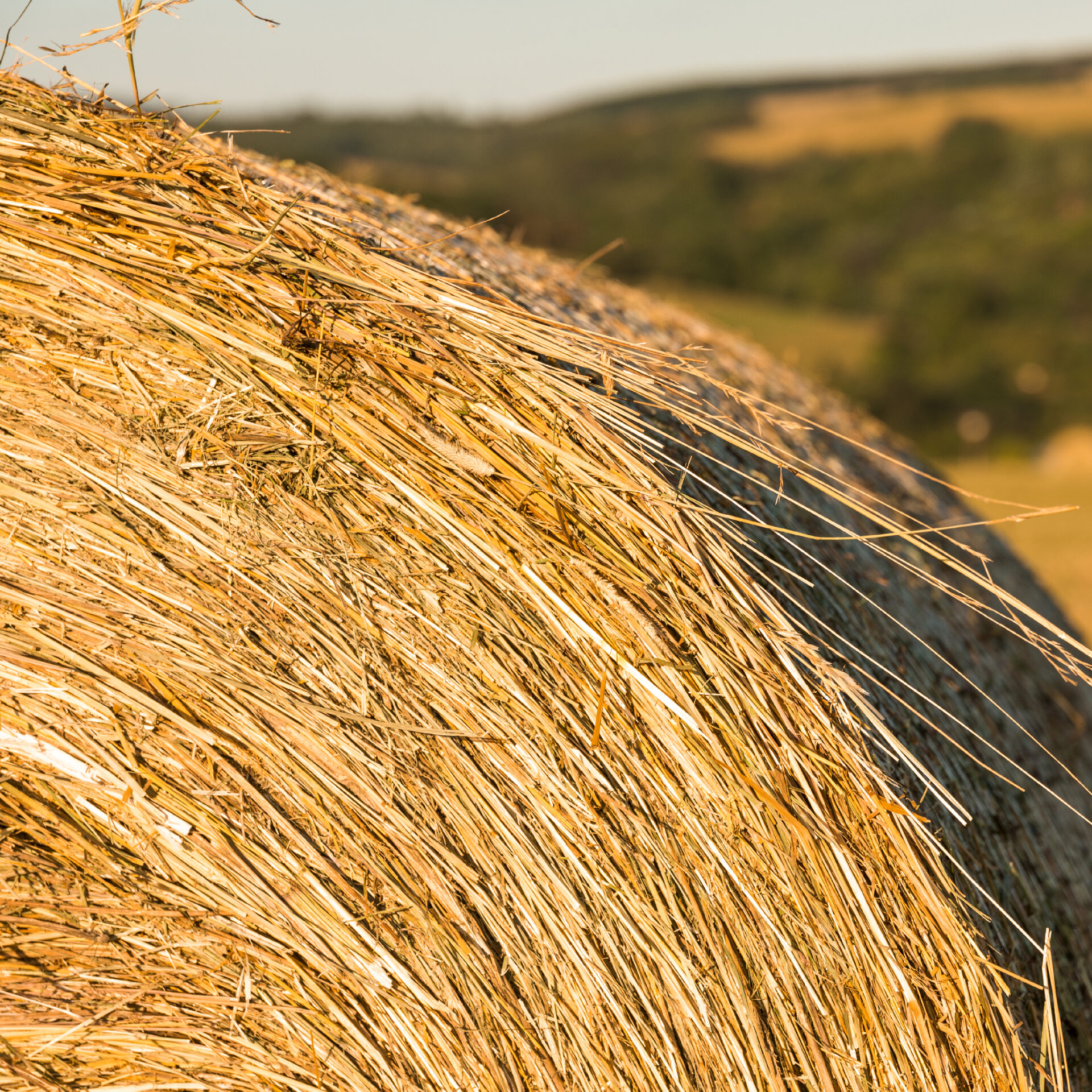 Our Products - Celldzyne